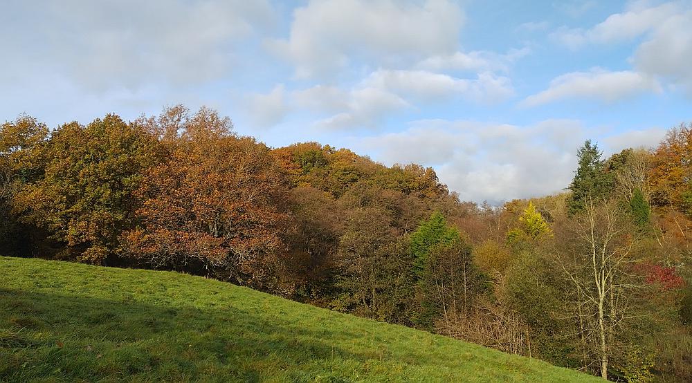 Property for Sale Dolanog POWYS | Rural Scene